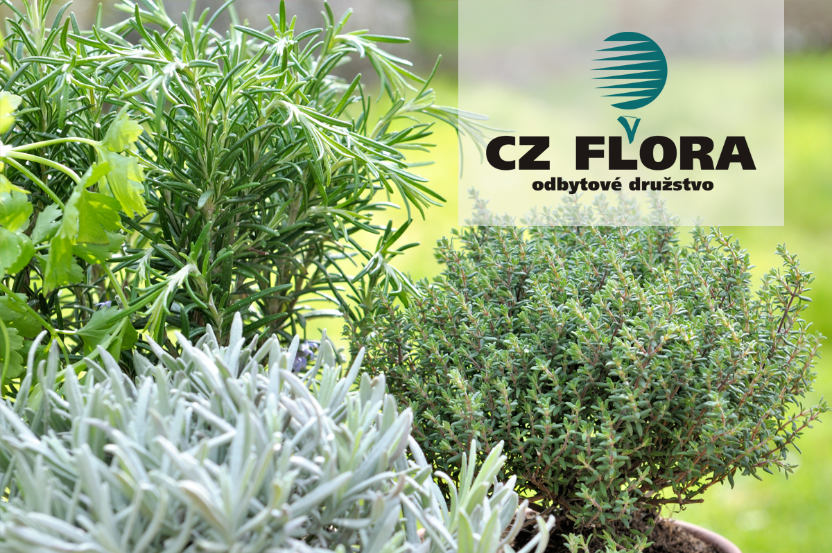Bylinky | CZ-FLORA odbytové družstvo