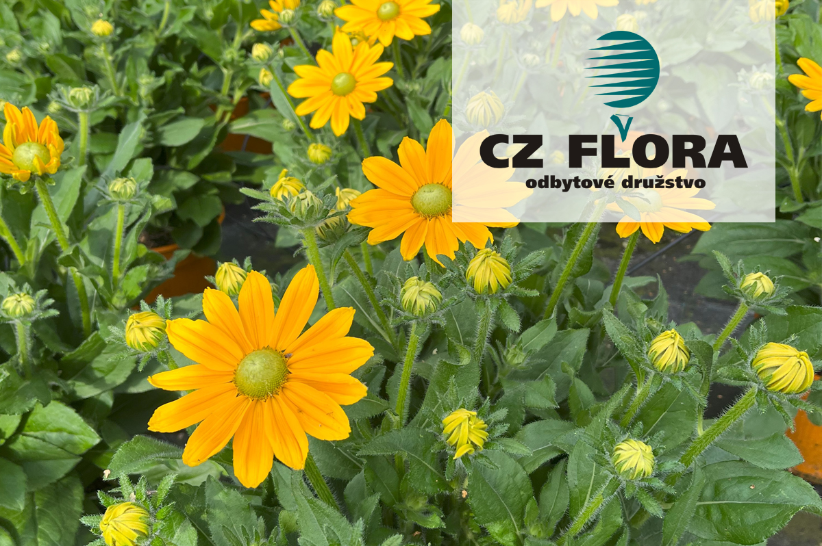 CZ-FLORA odbytové družstvo